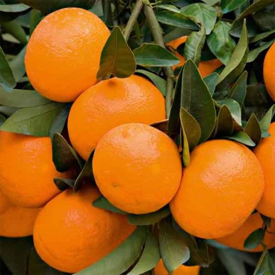 CITRONOVNÍK LAIM - Záhradníctvo Beran